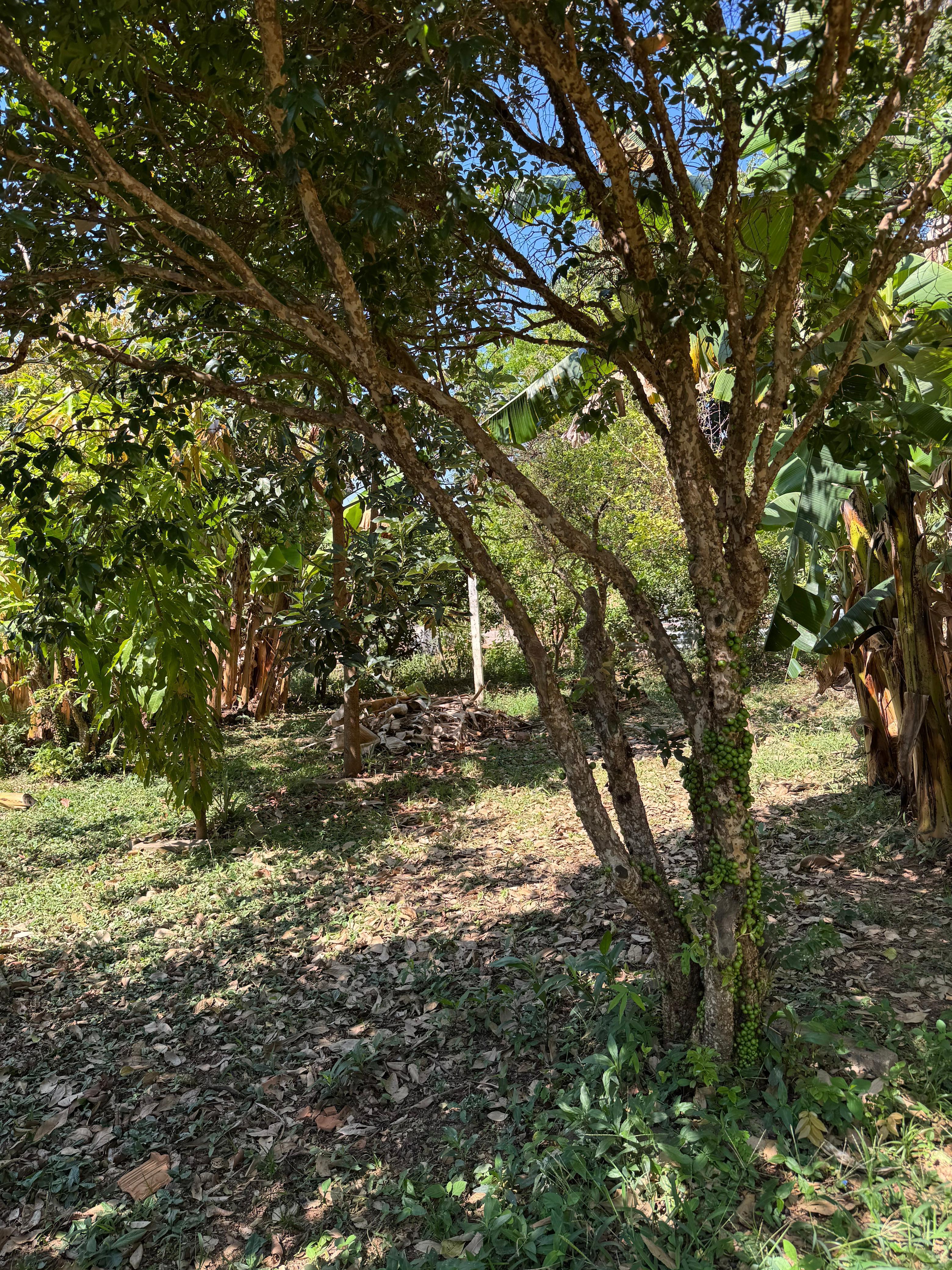 Chacará no Condominio Nova Floresta | Jardini Imóveis